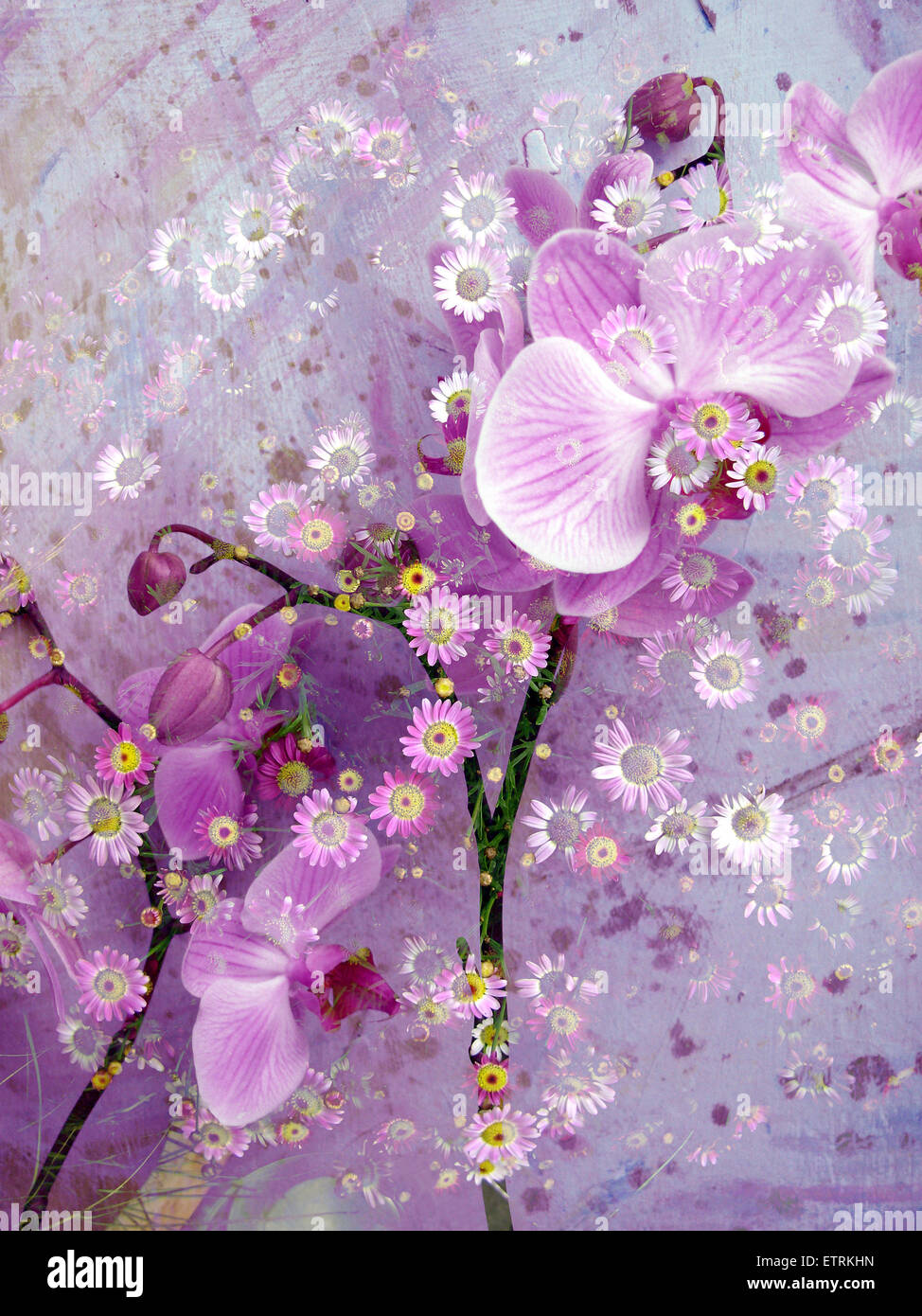 Pink set of daisies hi-res stock photography and images - Alamy