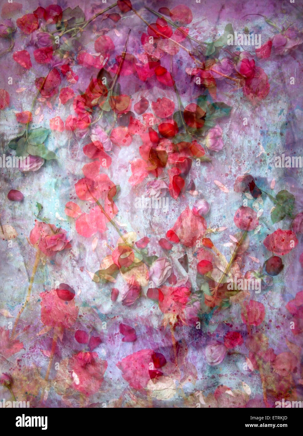 dreamy photographic layer work of red roses Stock Photo - Alamy