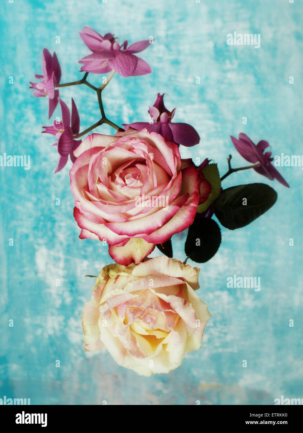 roses and orchid on light blue textured background Stock Photo - Alamy