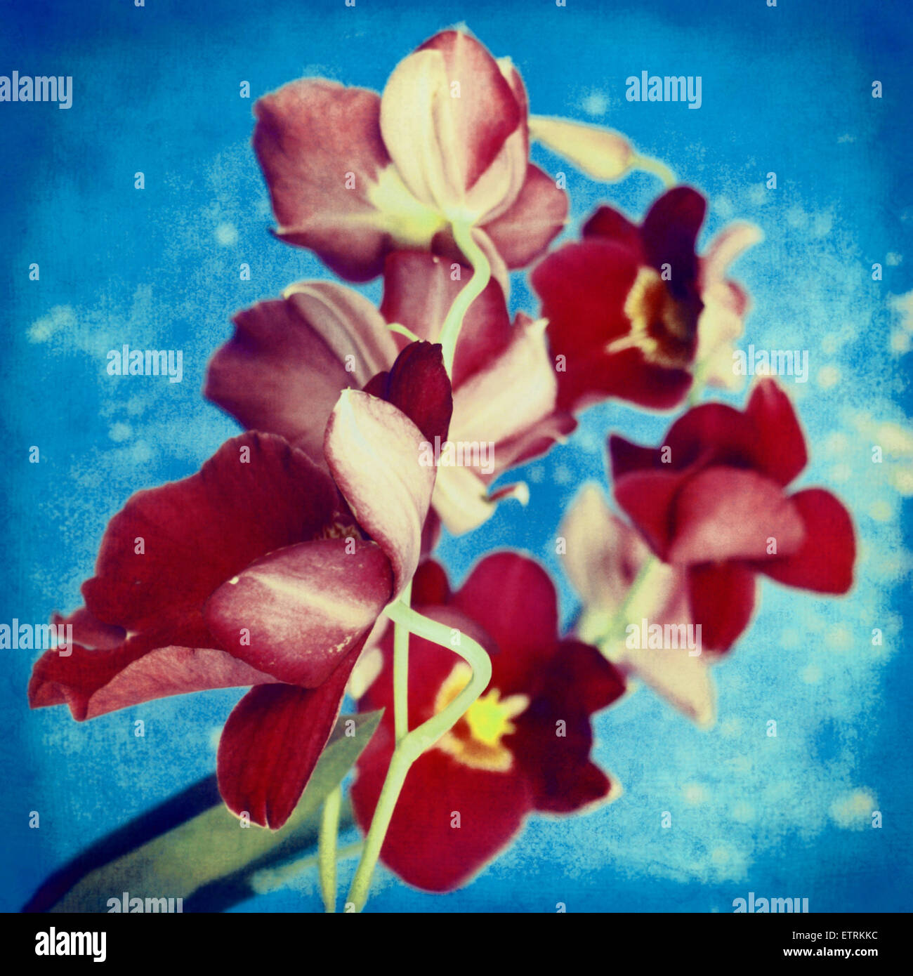 Multonia hi-res stock photography and images - Alamy