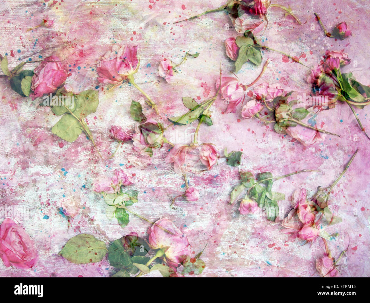 a poetic floral montage from pink roses on painted texture Stock Photo ...