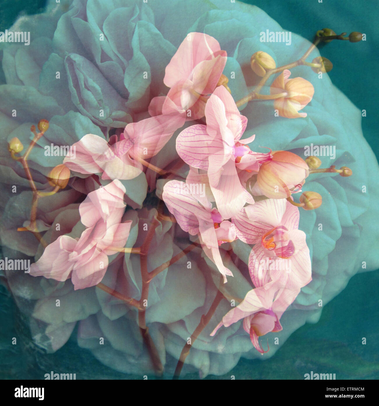 A delicate Floral Montage from blooming orchids and rose Stock Photo ...