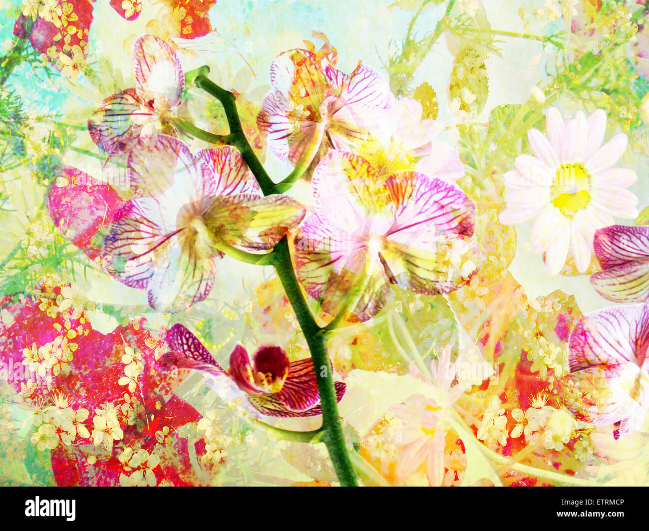 A Floral Montage Stock Photo - Alamy