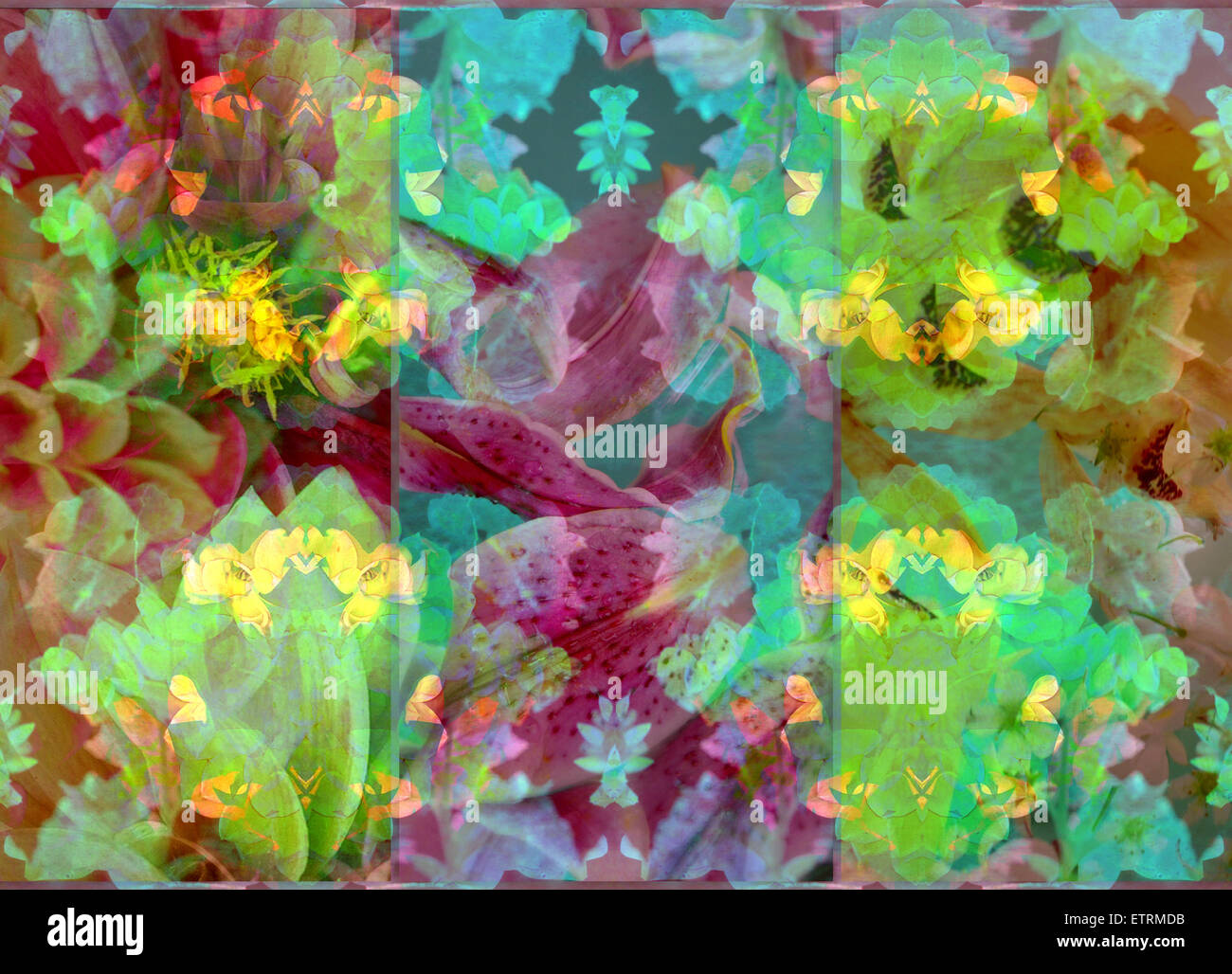 Multicolor lily hi-res stock photography and images - Alamy