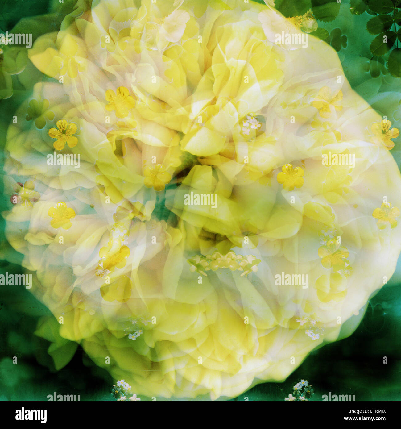 a floral montage photographic layer work Stock Photo - Alamy