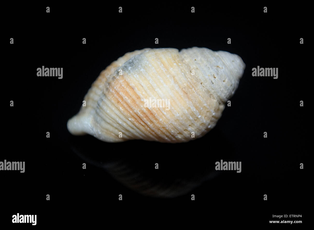 Shells at the seaside hi-res stock photography and images - Alamy