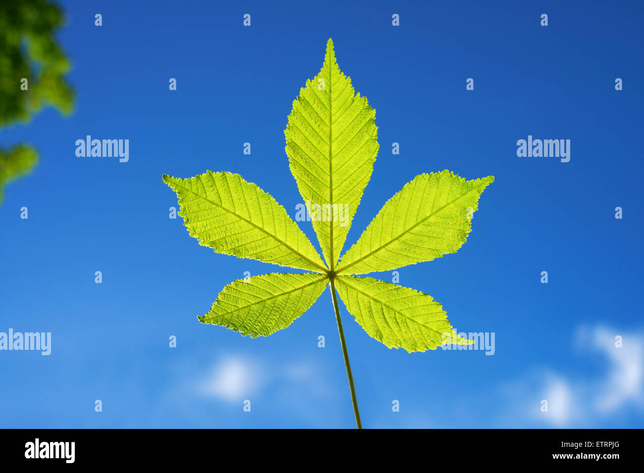 Buckeye leaf hi-res stock photography and images - Alamy