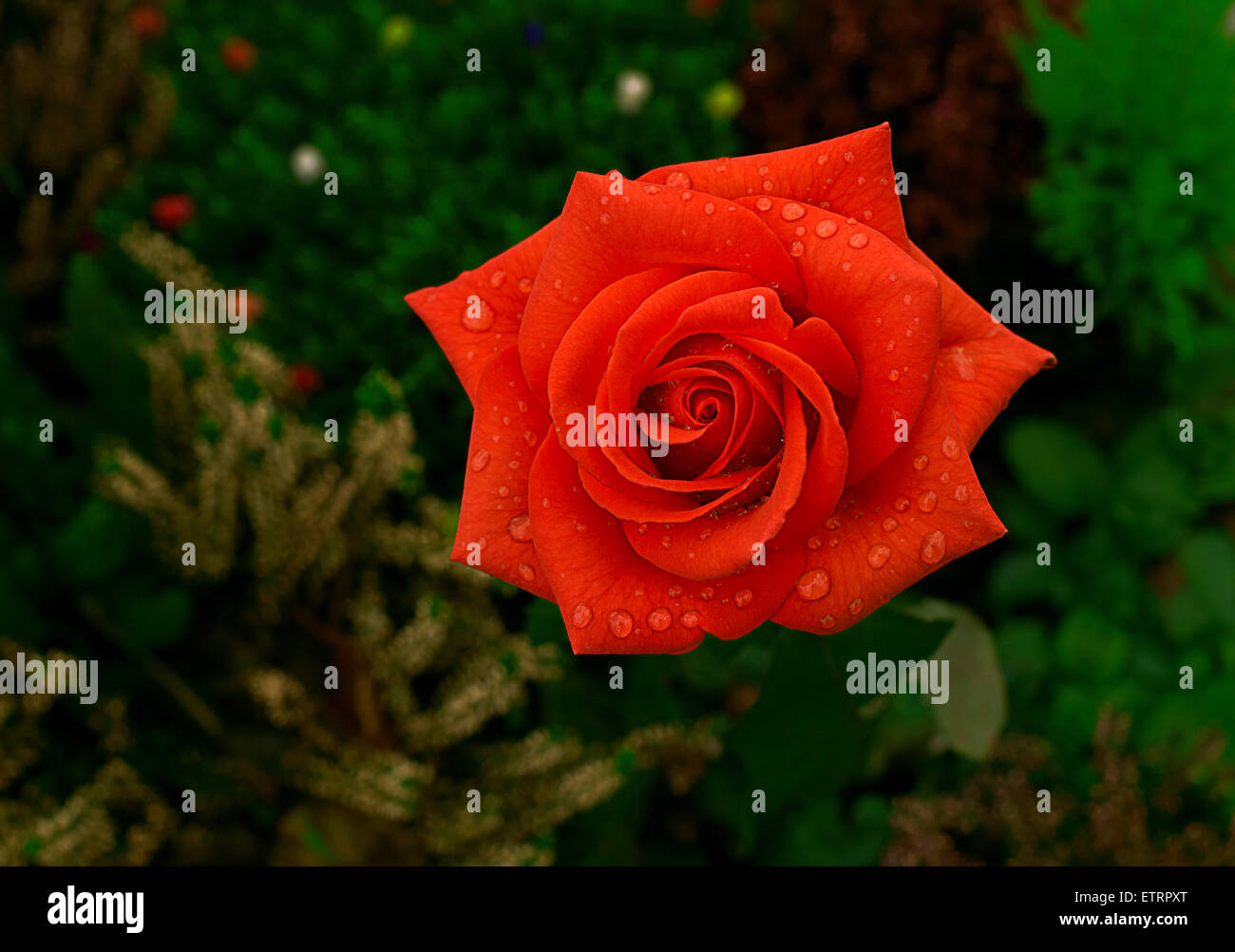 Super rose red hi-res stock photography and images - Alamy