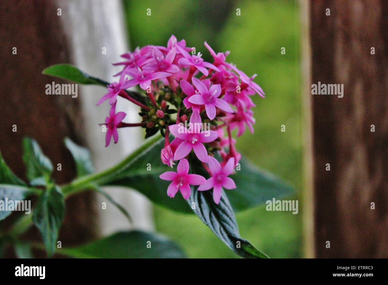 A small bunch of purple flowers in Costa Rica Stock Photo - Alamy