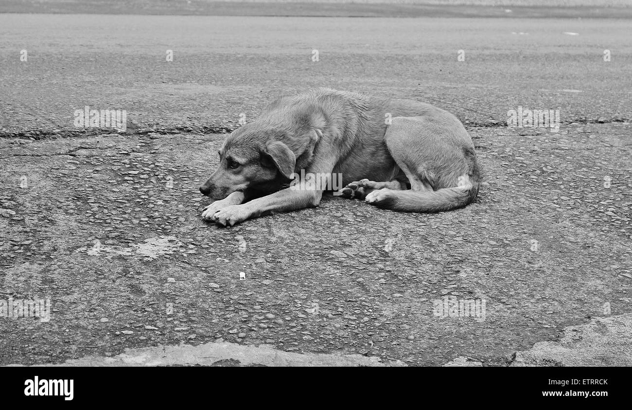 A stray dog laying in the streets of Costa Rica Stock Photo - Alamy