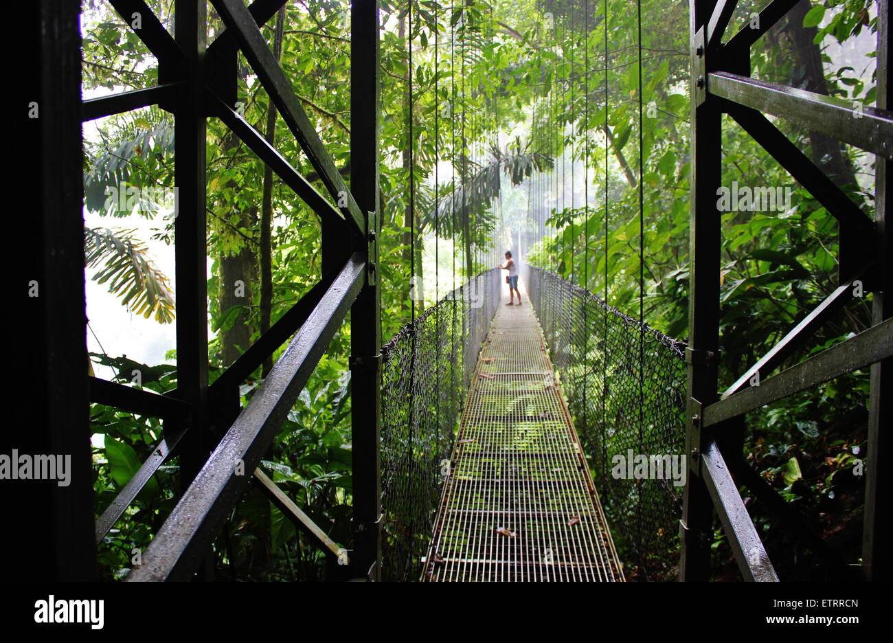 A beautiful view from a hanging bridge 200 feet up in a rainforest in ...
