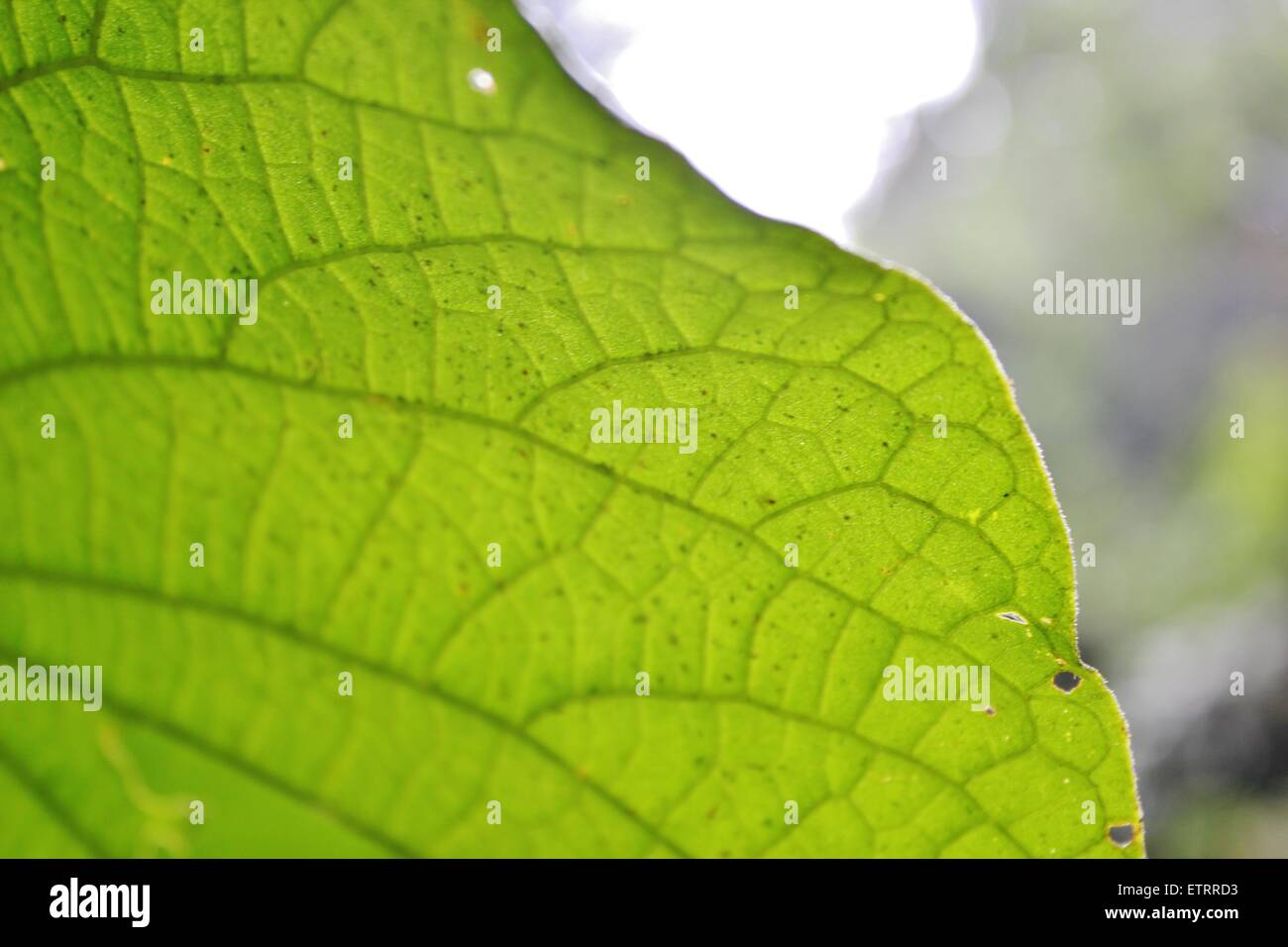 Costa rican plant hi-res stock photography and images - Alamy