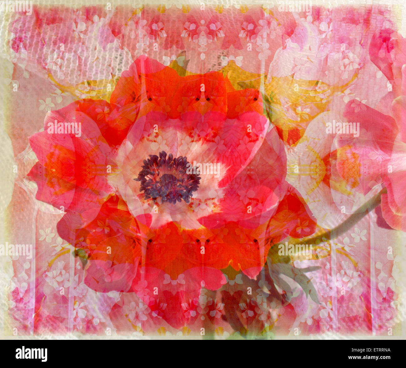 A Floral Montage Stock Photo - Alamy