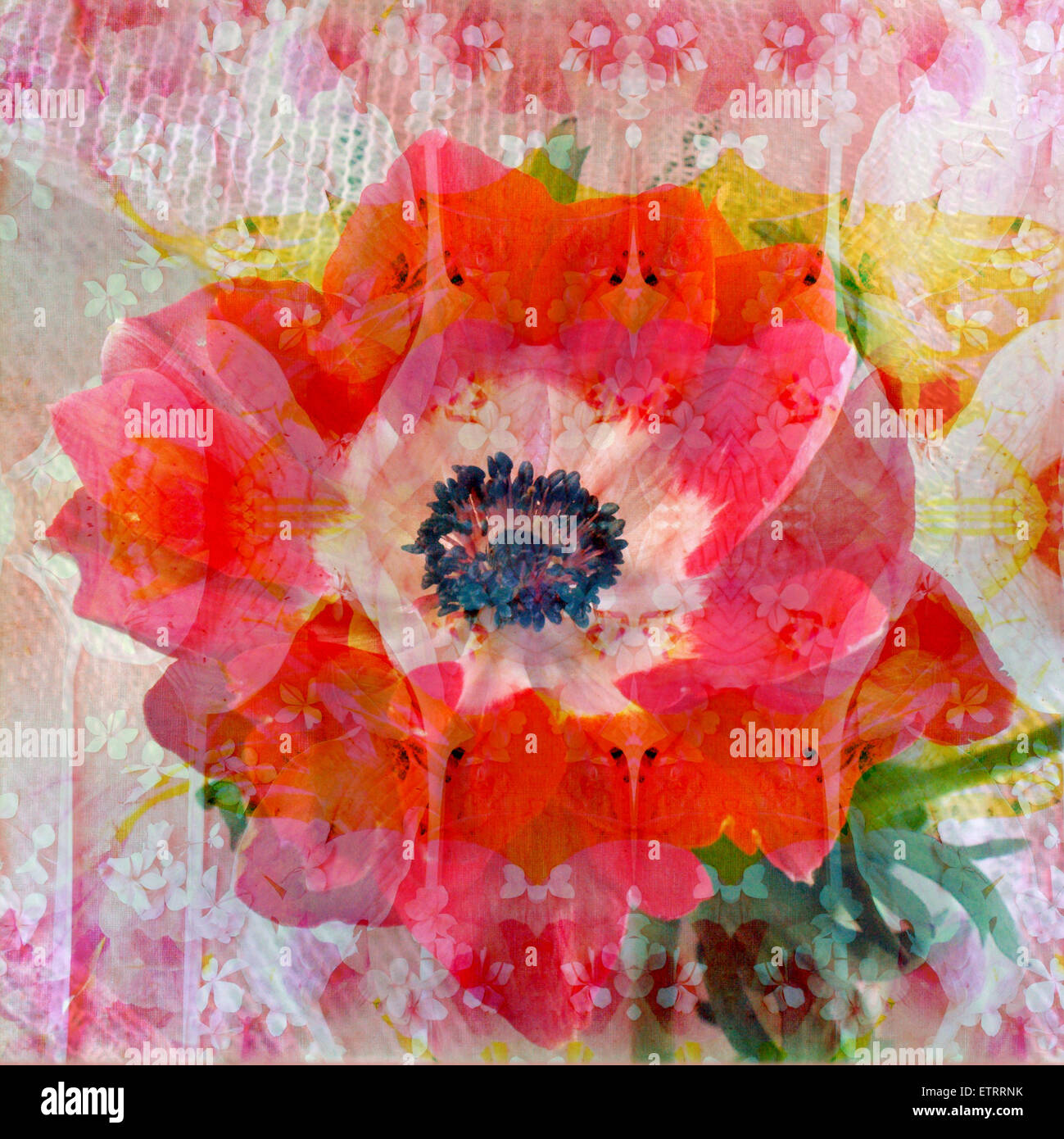 A Floral Montage Stock Photo - Alamy