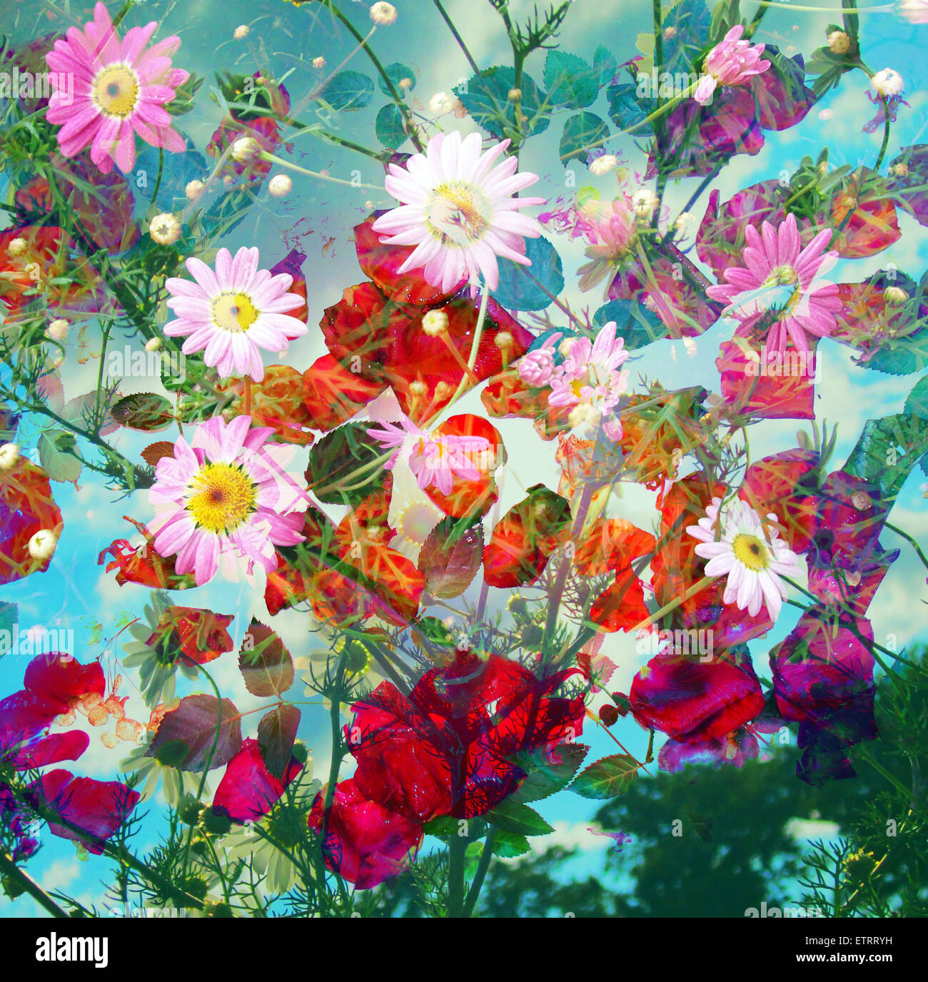 A Floral Montage Stock Photo - Alamy