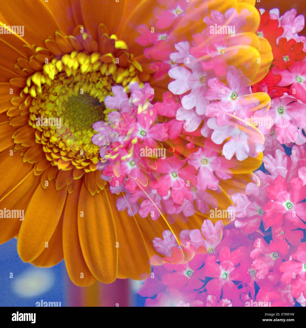 A Floral Montage Stock Photo - Alamy
