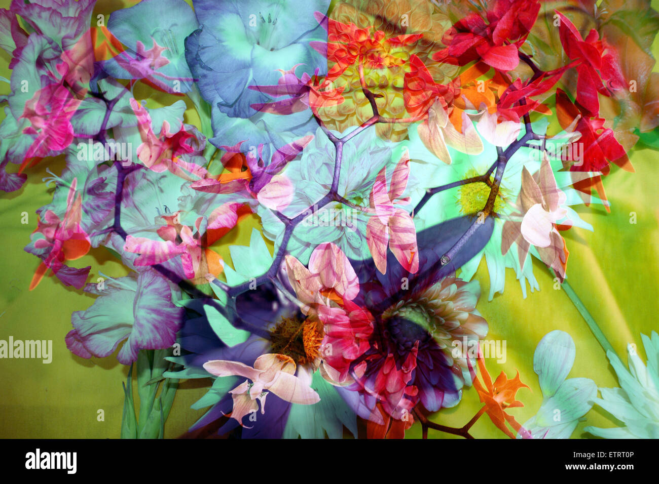 A Floral Montage Stock Photo - Alamy