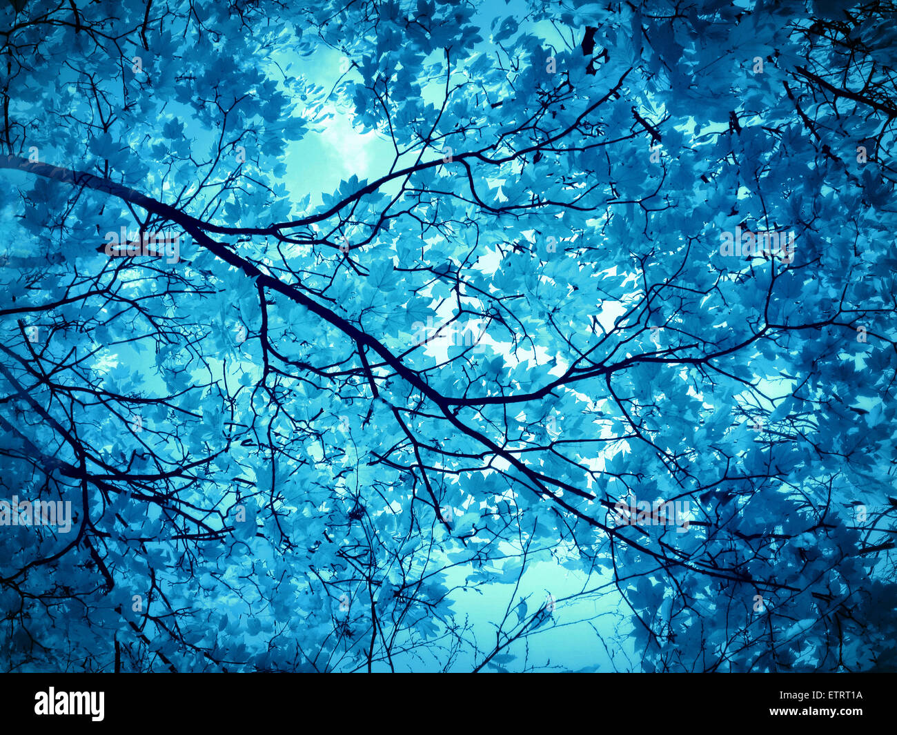 leaves at a tree Stock Photo - Alamy
