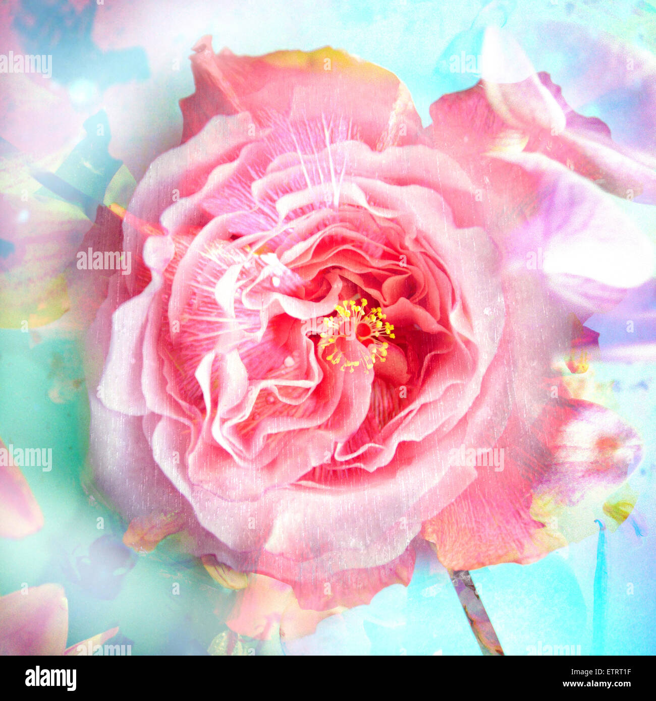 A Floral Montage of a mallow and a rose in powerful pastels, photograph ...