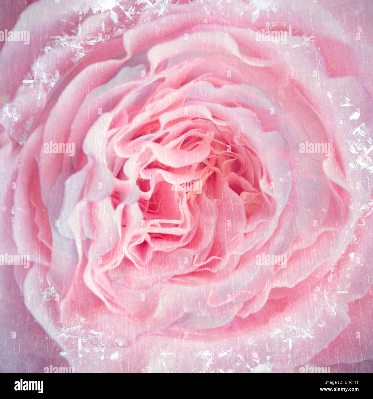 A Floral Montage Stock Photo - Alamy