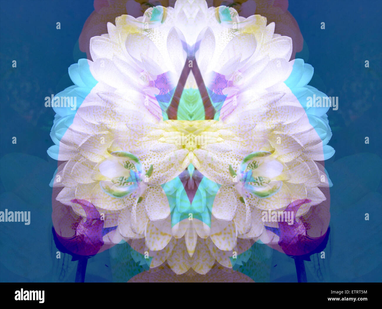 Floral Montage, photograph layer work of a dahlia and orchid Stock ...