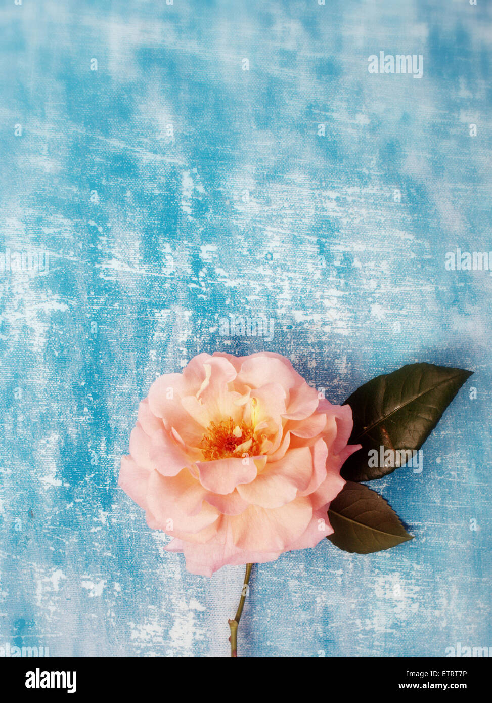 single rose on blue textured background Stock Photo - Alamy