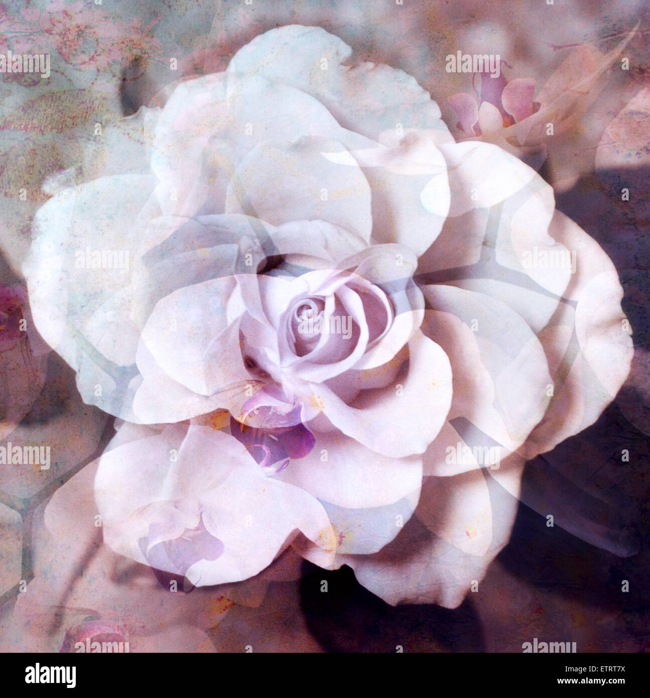 photographic layer work of a white rose Stock Photo - Alamy