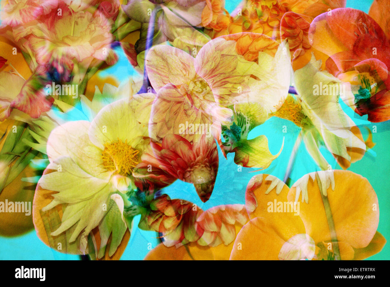 a floral montage photographic layer work Stock Photo - Alamy