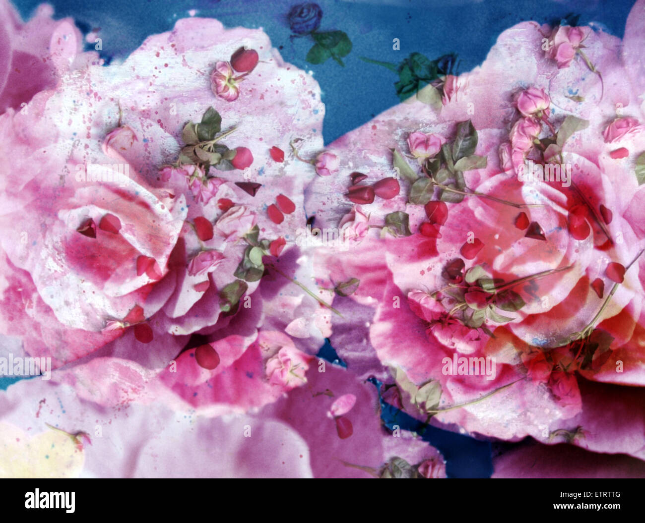 photographic layer work from pink blossoms in waterand red roses Stock ...
