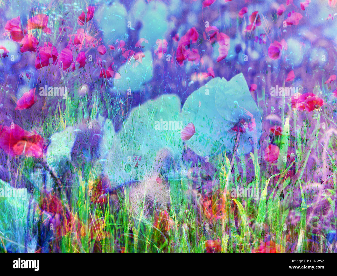 Blue translucent poppy hi-res stock photography and images - Alamy
