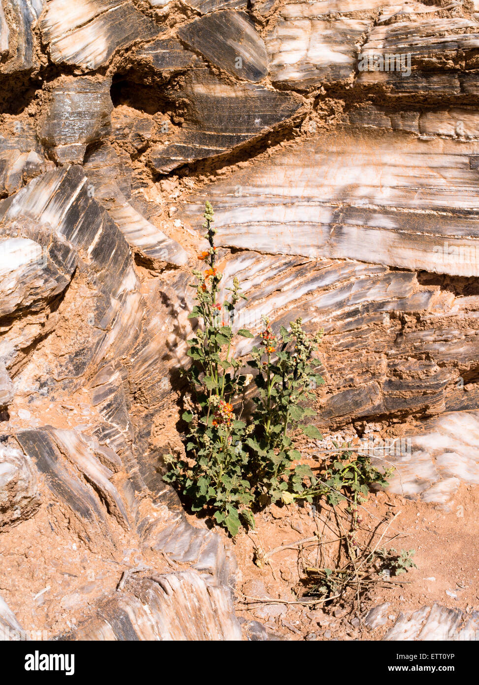 Close-up image of selenite crystals (gypsum, calcium sulfate) at Glass ...