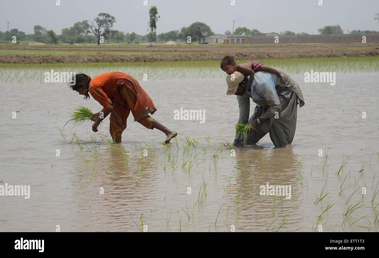 Pakistani farmers busy in sapling the rice for paddy nursery of rice ...