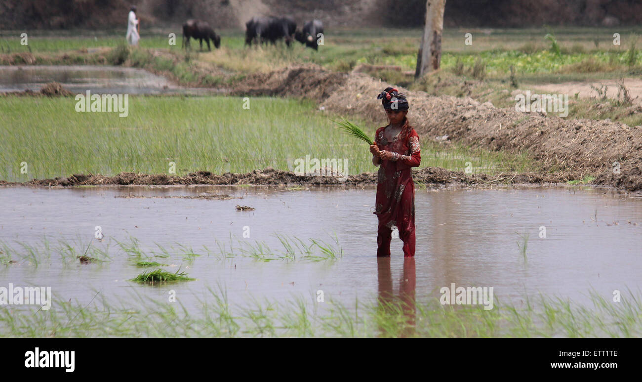 Pakistani farmers busy in sapling the rice for paddy nursery of rice ...