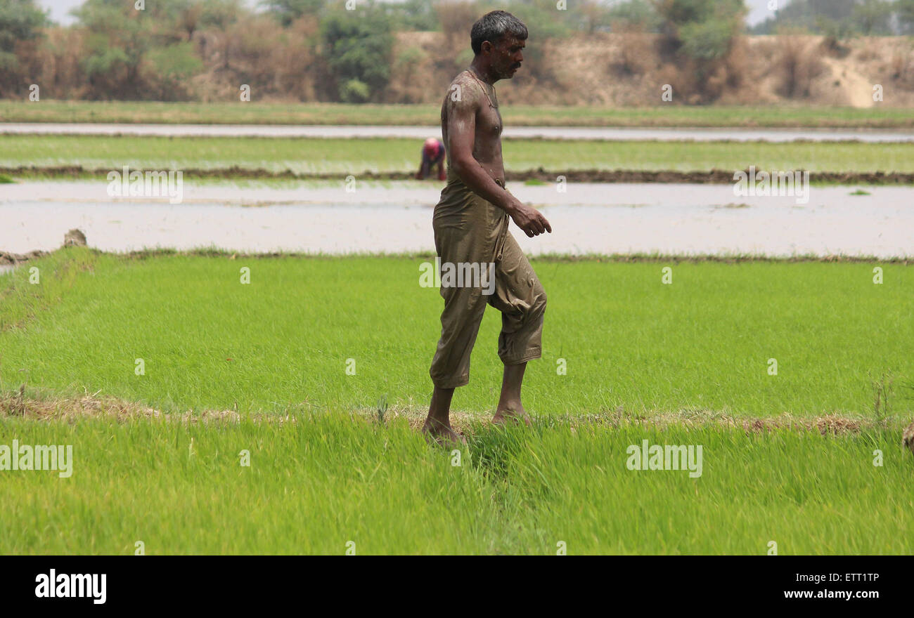 Pakistani farmers busy in sapling the rice for paddy nursery of rice ...