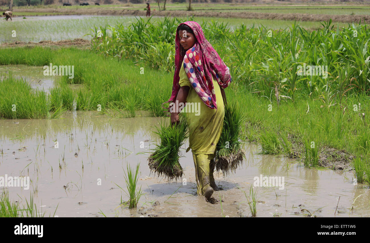 Pakistani farmers busy in sapling the rice for paddy nursery of rice ...