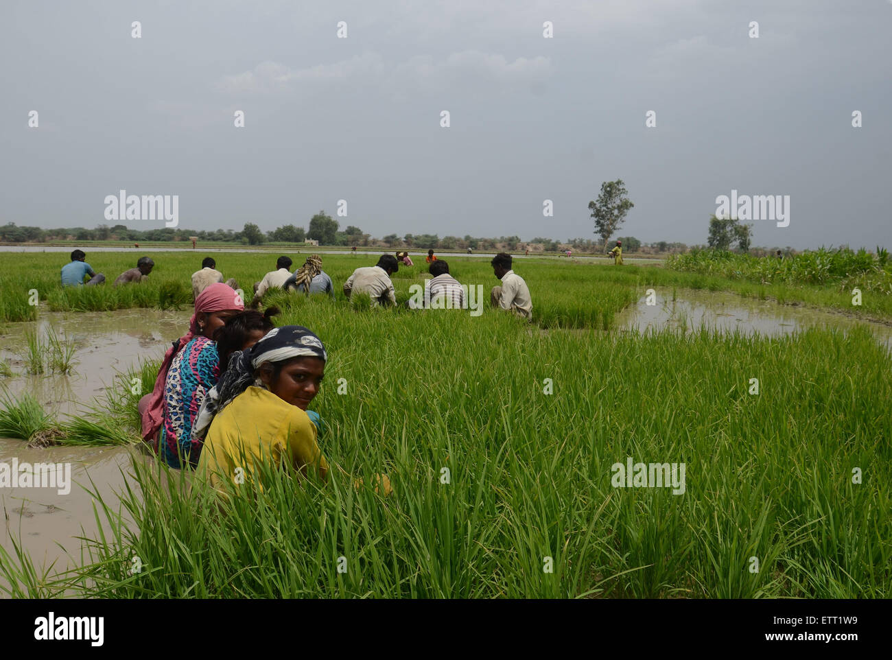 Pakistani farmers busy in sapling the rice for paddy nursery of rice ...