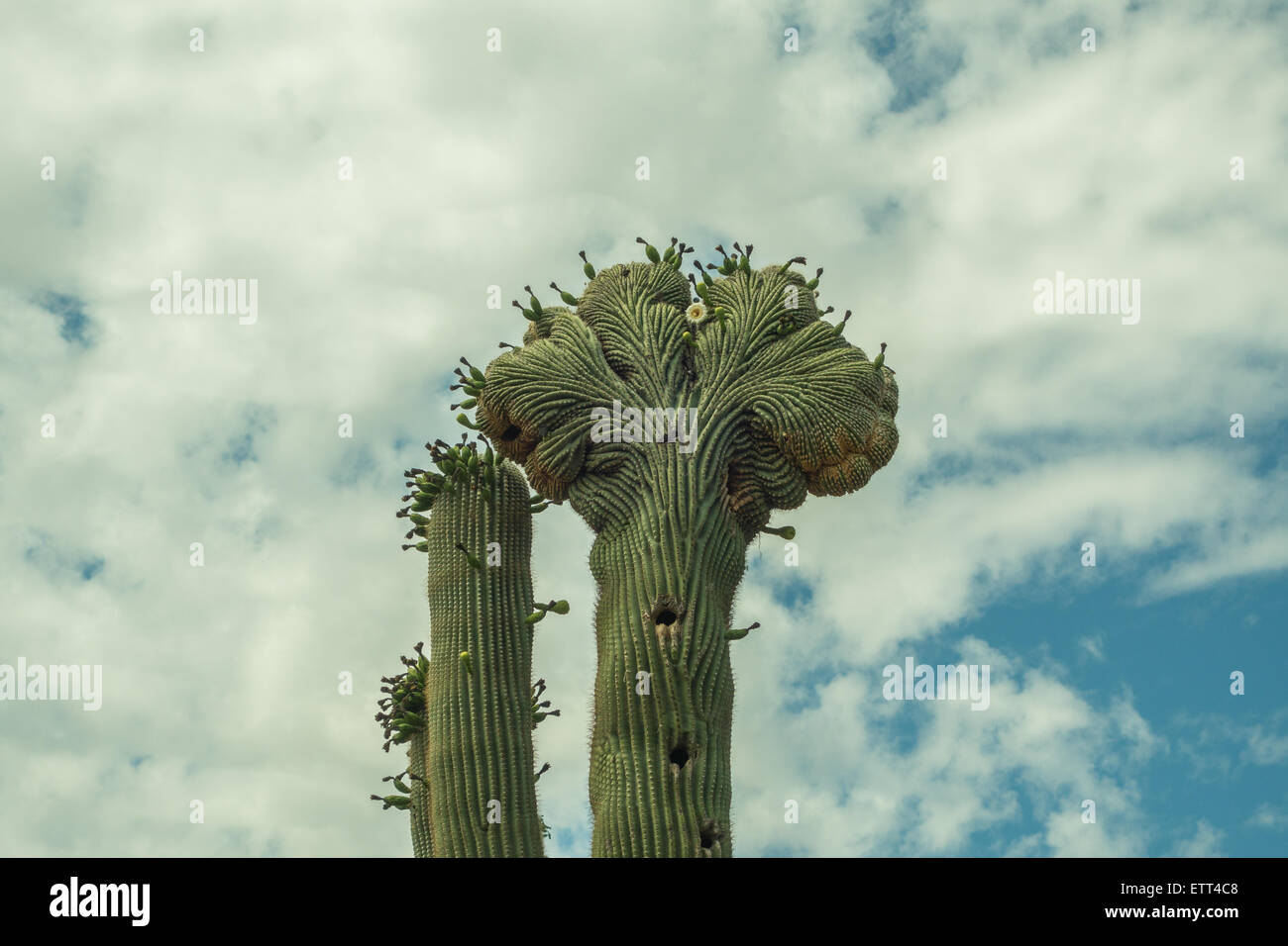The Alien and Beautiful Life of the Desert in the Southwest USA Stock ...