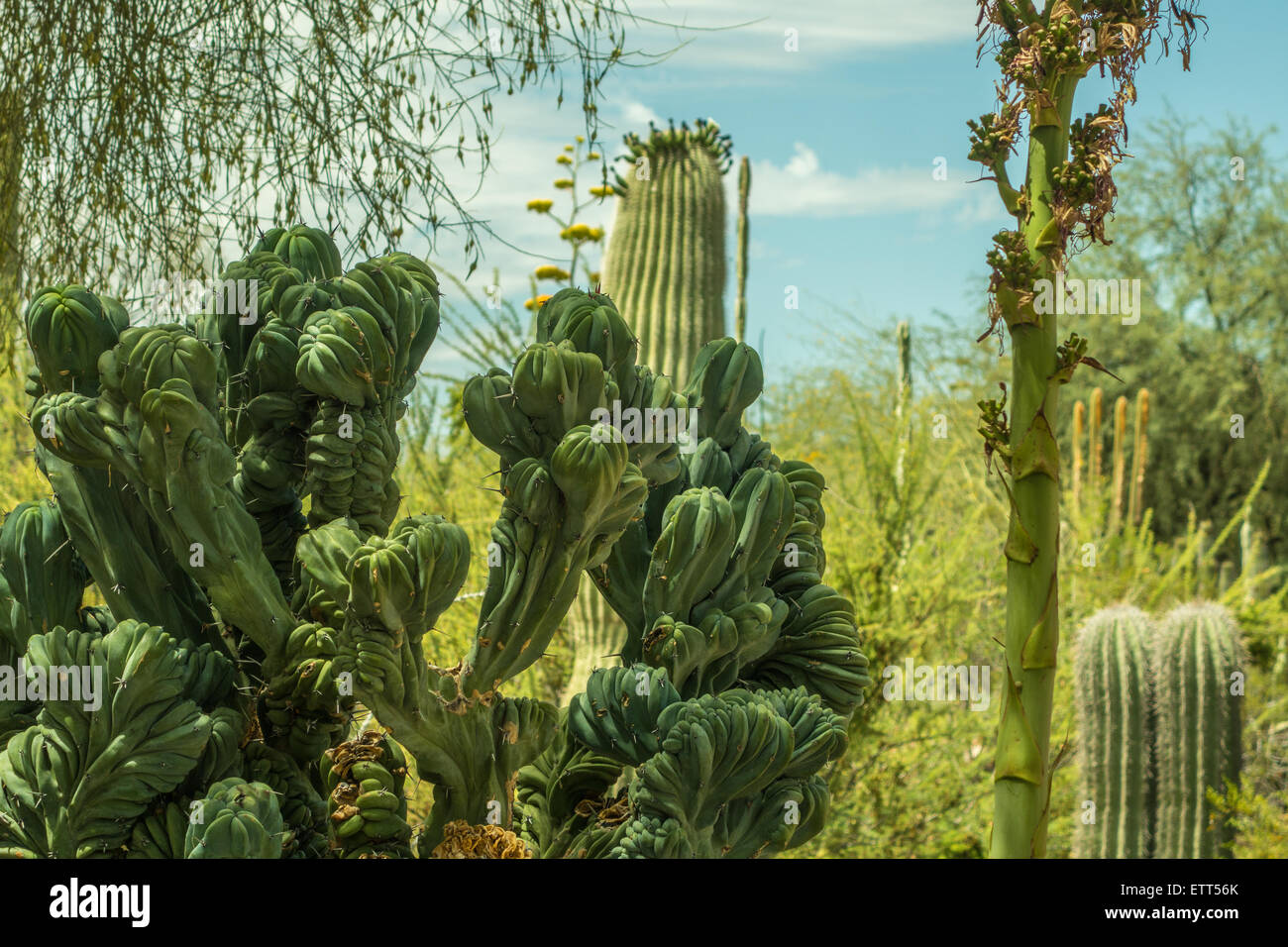 The Alien and Beautiful Desert Life in Spring Stock Photo - Alamy