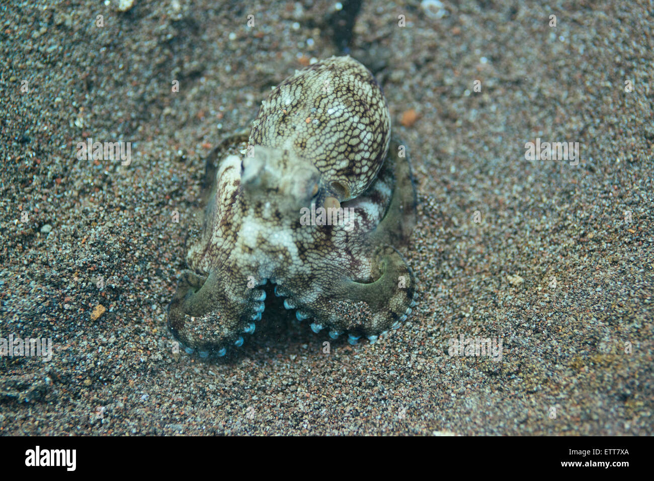 Small octopus moving along on the ocean floor Stock Photo - Alamy