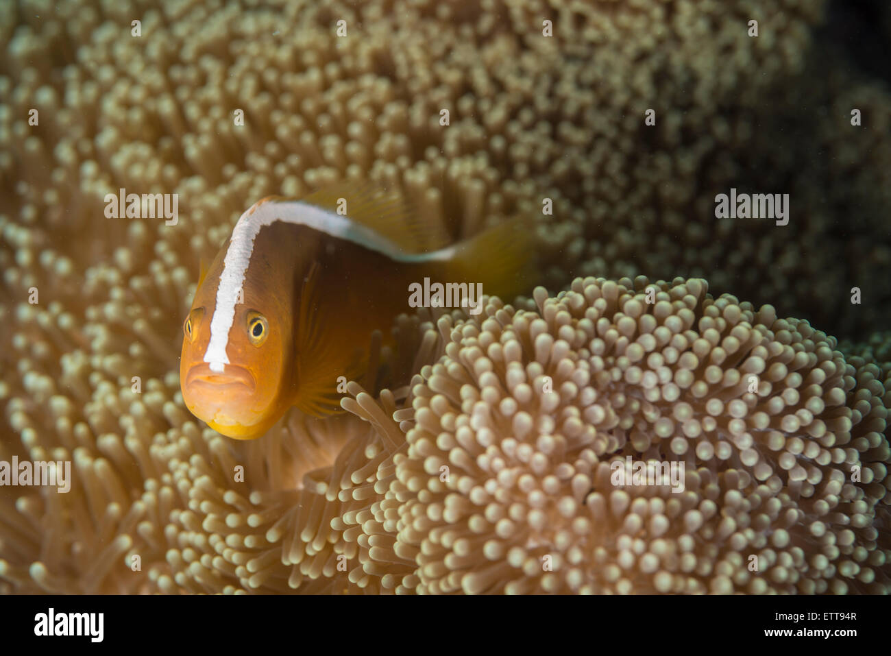 Orange anemone fish in an anemone Stock Photo - Alamy