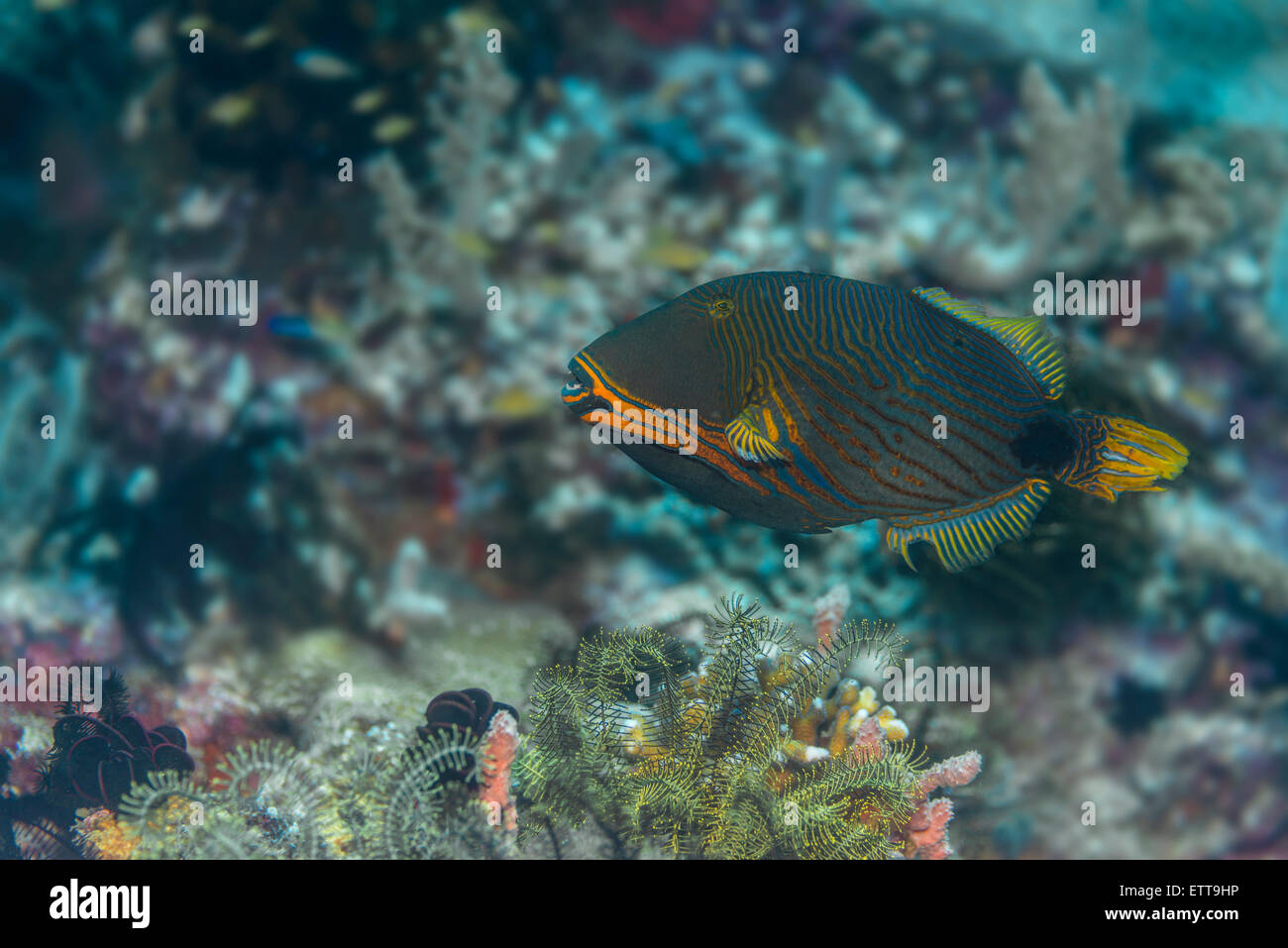 Orange-lined triggerfish in Camiguin, Philippines Stock Photo - Alamy