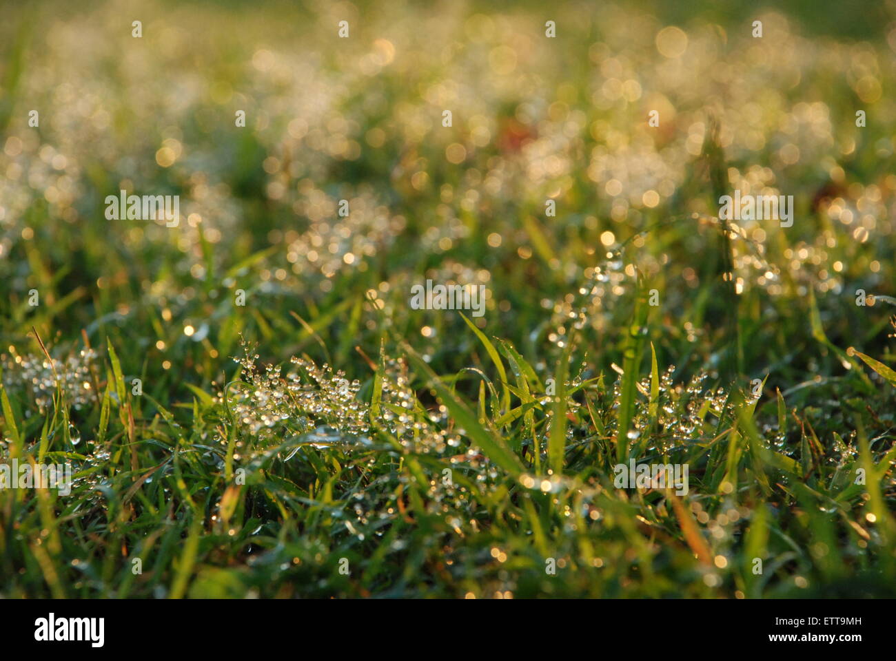 Fresh grass with water drops Stock Photo - Alamy