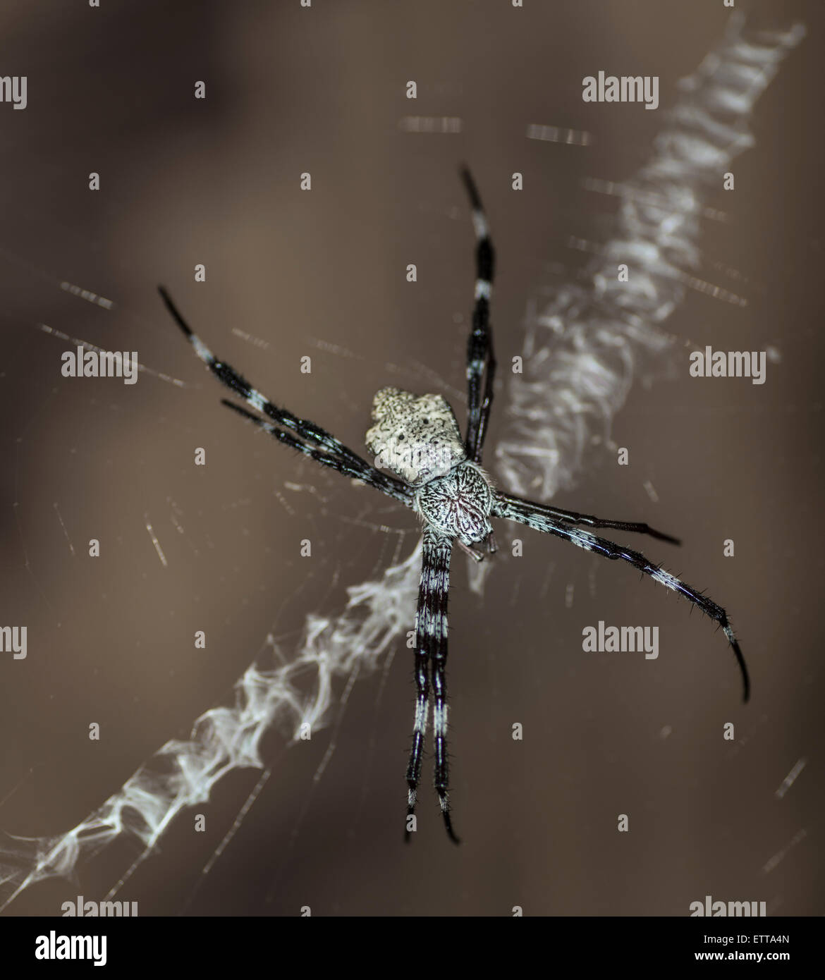 Creepy spider web hi-res stock photography and images - Alamy