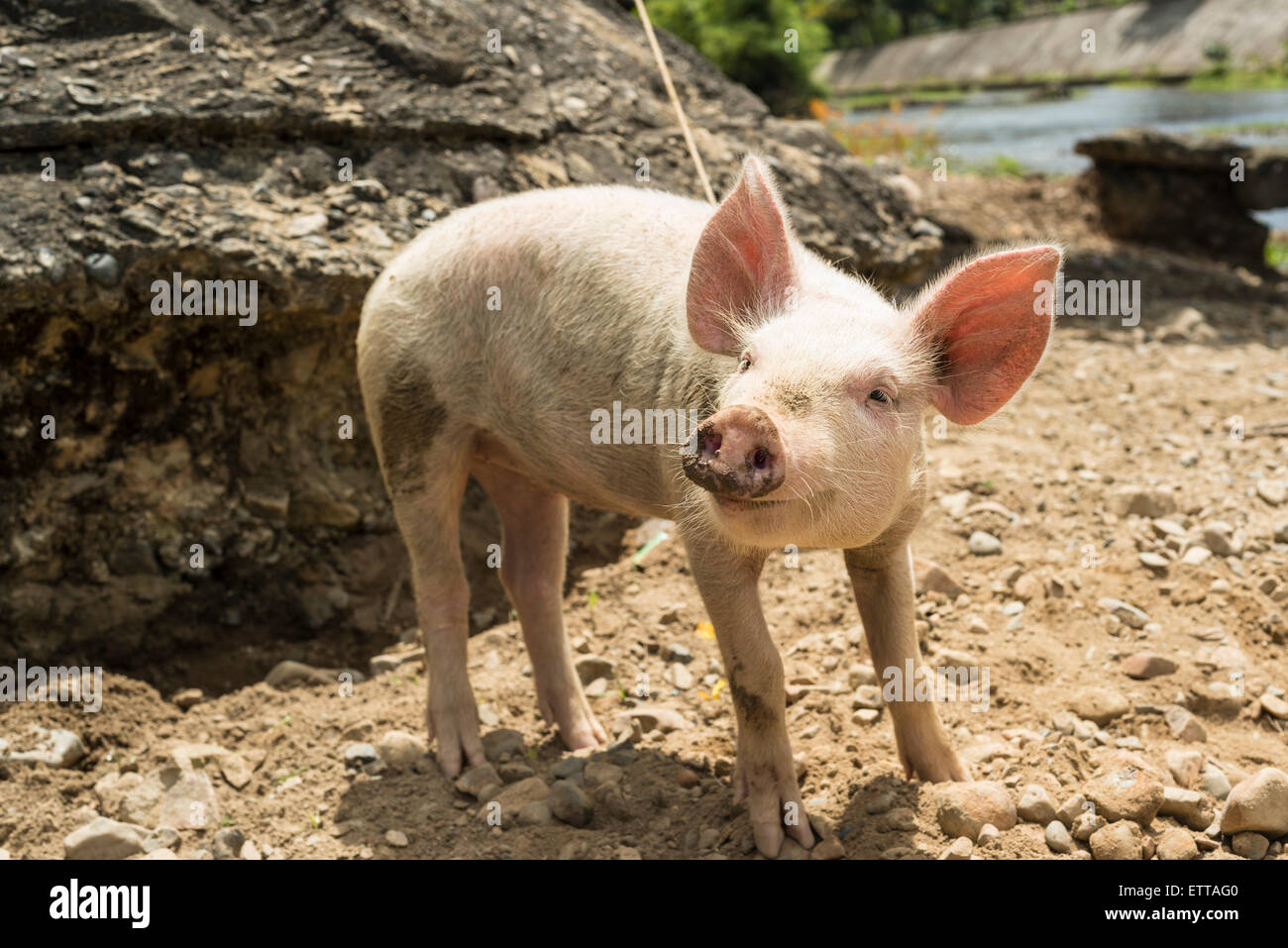 Piglet tied down on the banks of a river in El Nido, Palawan ...