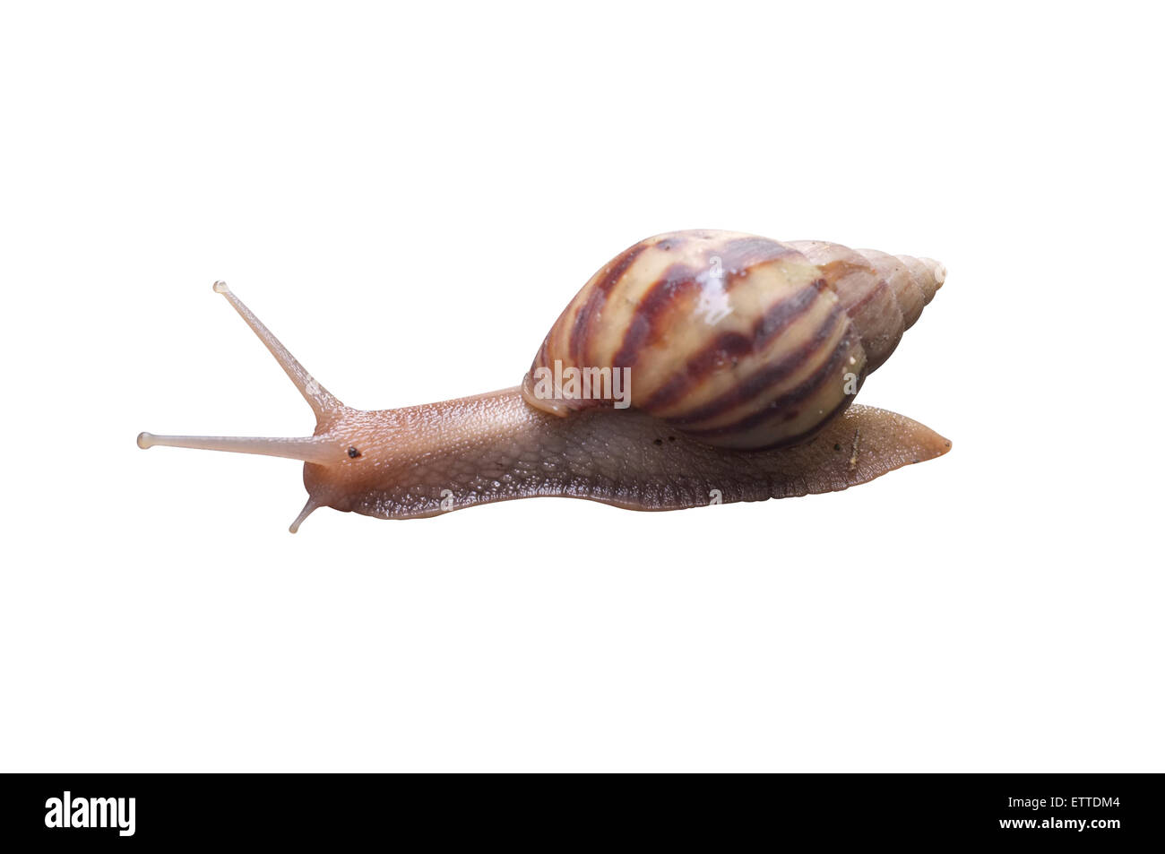Snail isolated on white background Stock Photo - Alamy
