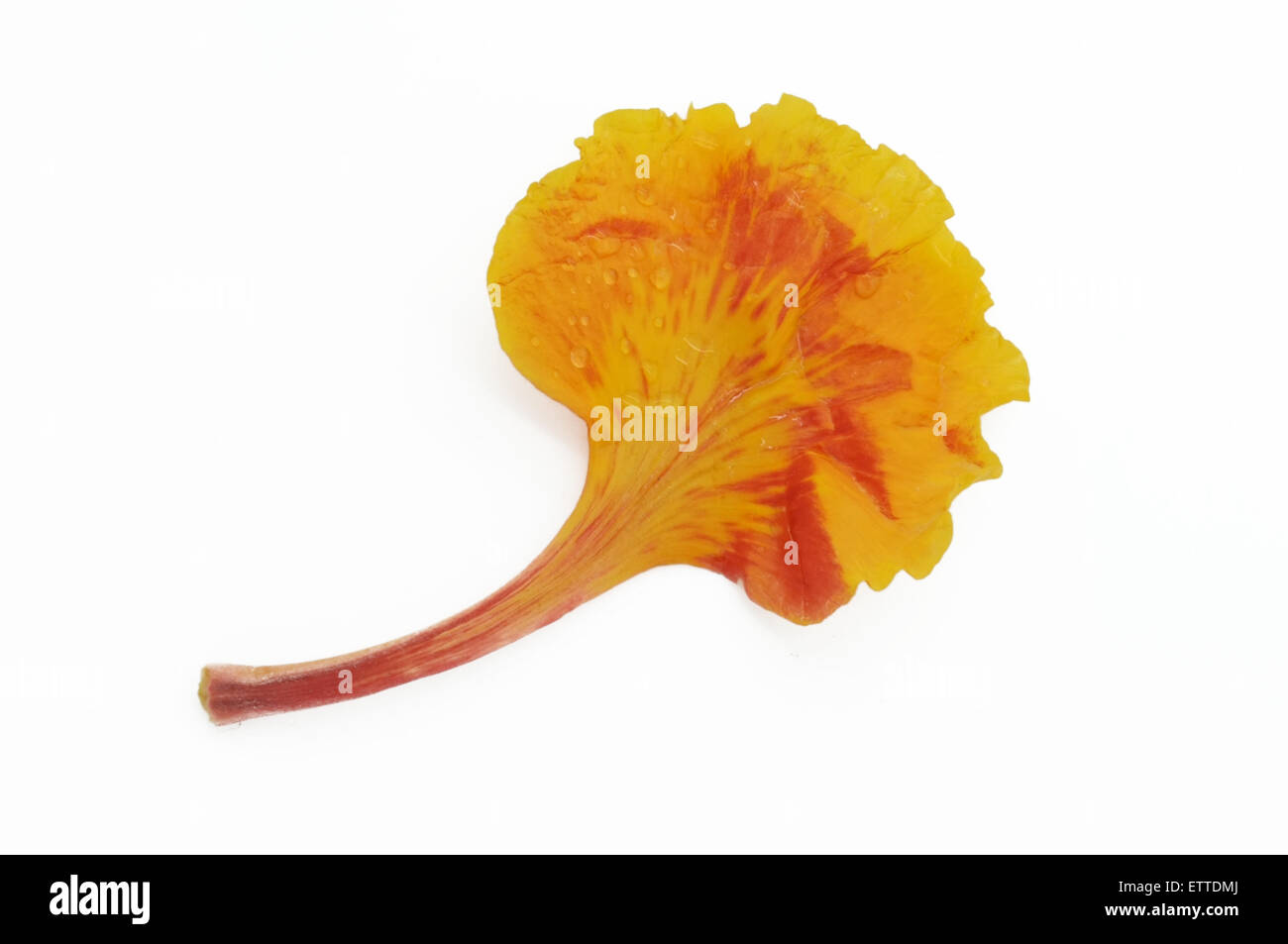 Many petal flower hi-res stock photography and images - Alamy