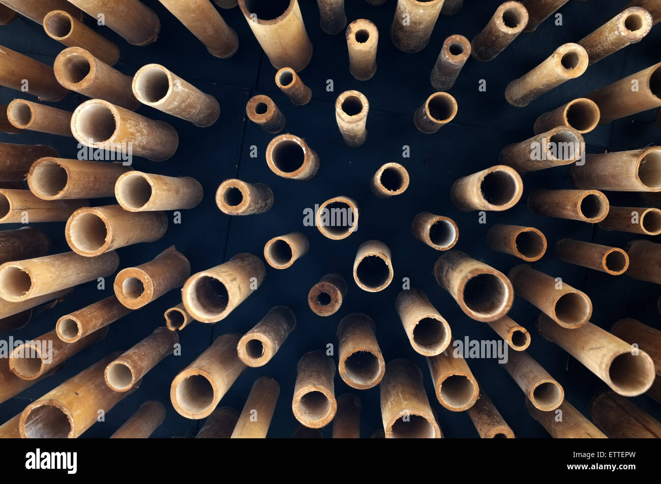 Cutting bamboo, cross section of bamboo Stock Photo - Alamy