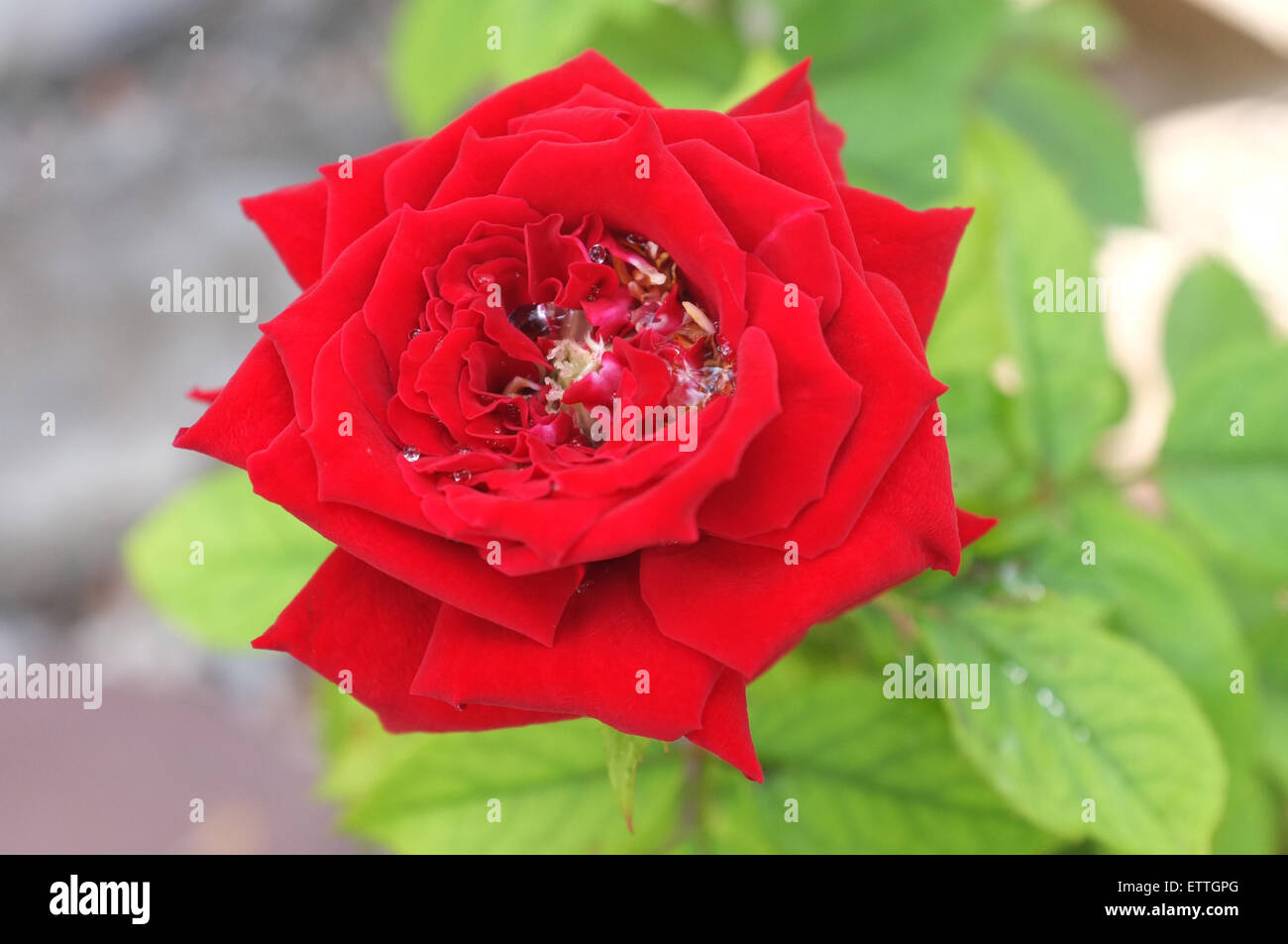 Red rose with leaves hi-res stock photography and images - Alamy
