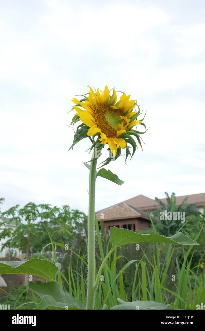 Radiant sunflower hi-res stock photography and images - Alamy