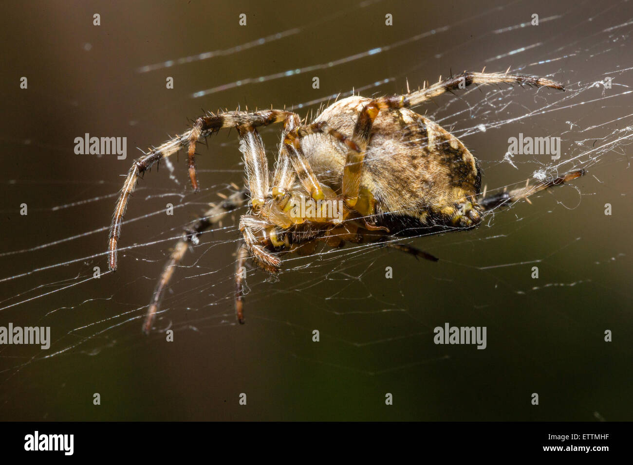 Large hairy spider hi-res stock photography and images - Alamy